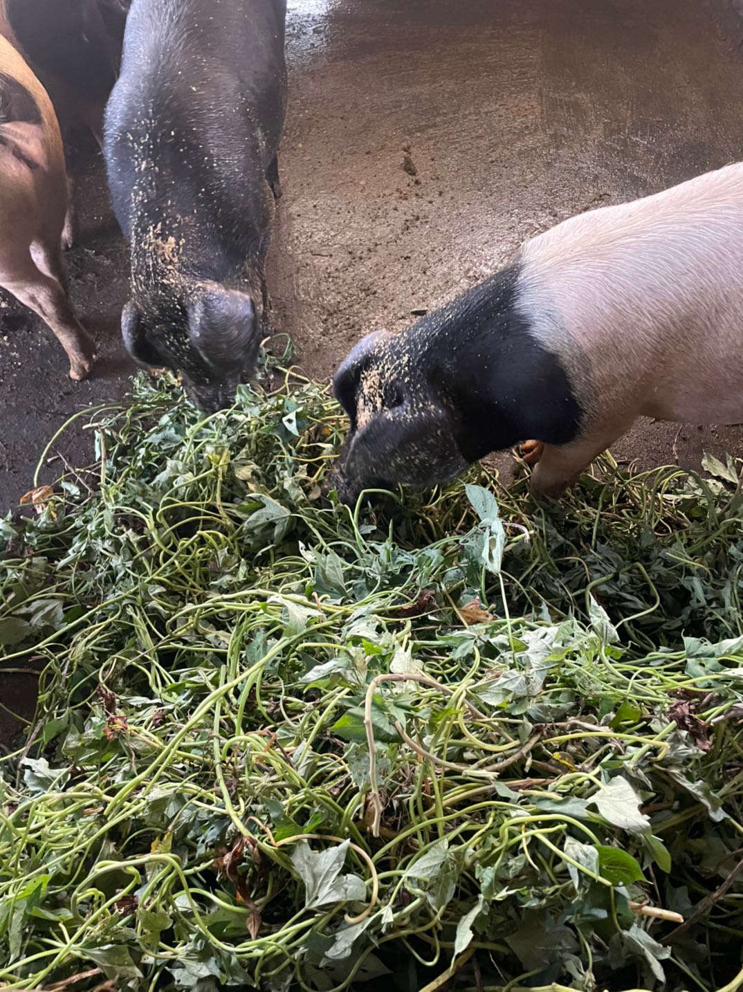 有人来我家帮我按猪脚没？我也想闯个祸-洪雅快报-洪雅论坛 - Powered by Discuz!